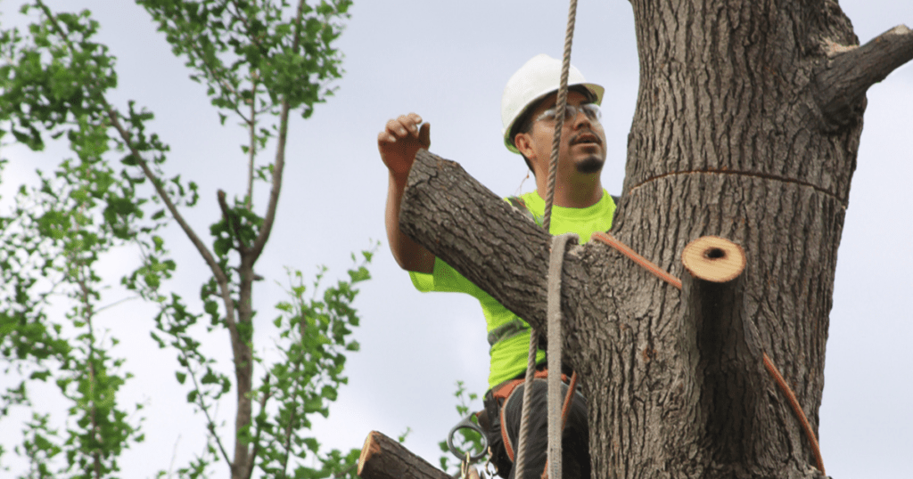 Affordable Tree Services in Fort Lauderdale - Discount Trees