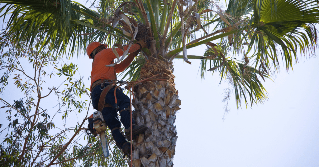 Affordable Tree Services in Fort Lauderdale - Discount Trees