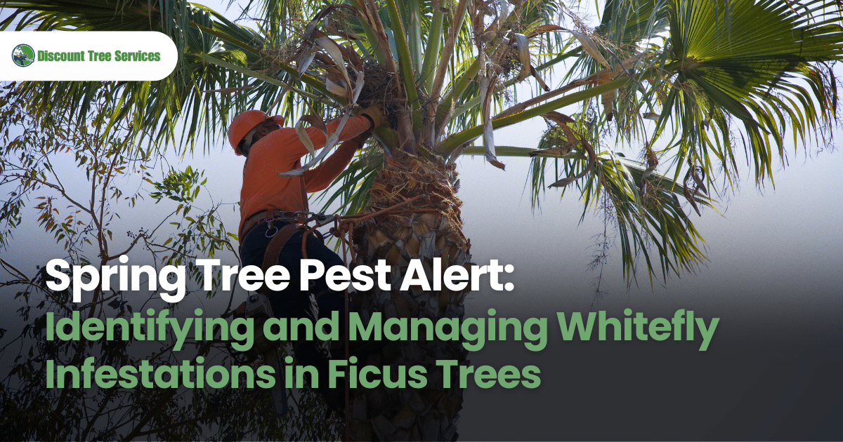 Ficus Whitefly Alert: Save Your Hedges Before It's Too Late